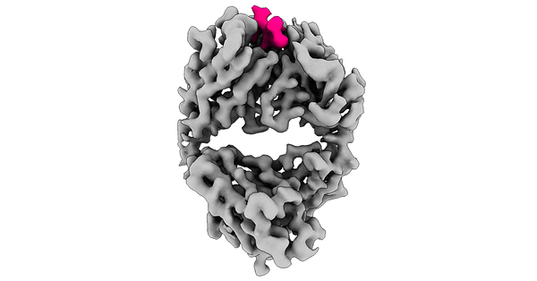 Gandeeva and Zymeworks Use Cryo-EM to Accelerate Antibody Drug Discovery