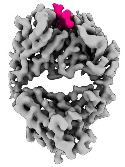Gandeeva and Zymeworks Use Cryo-EM to Accelerate Antibody Drug Discovery